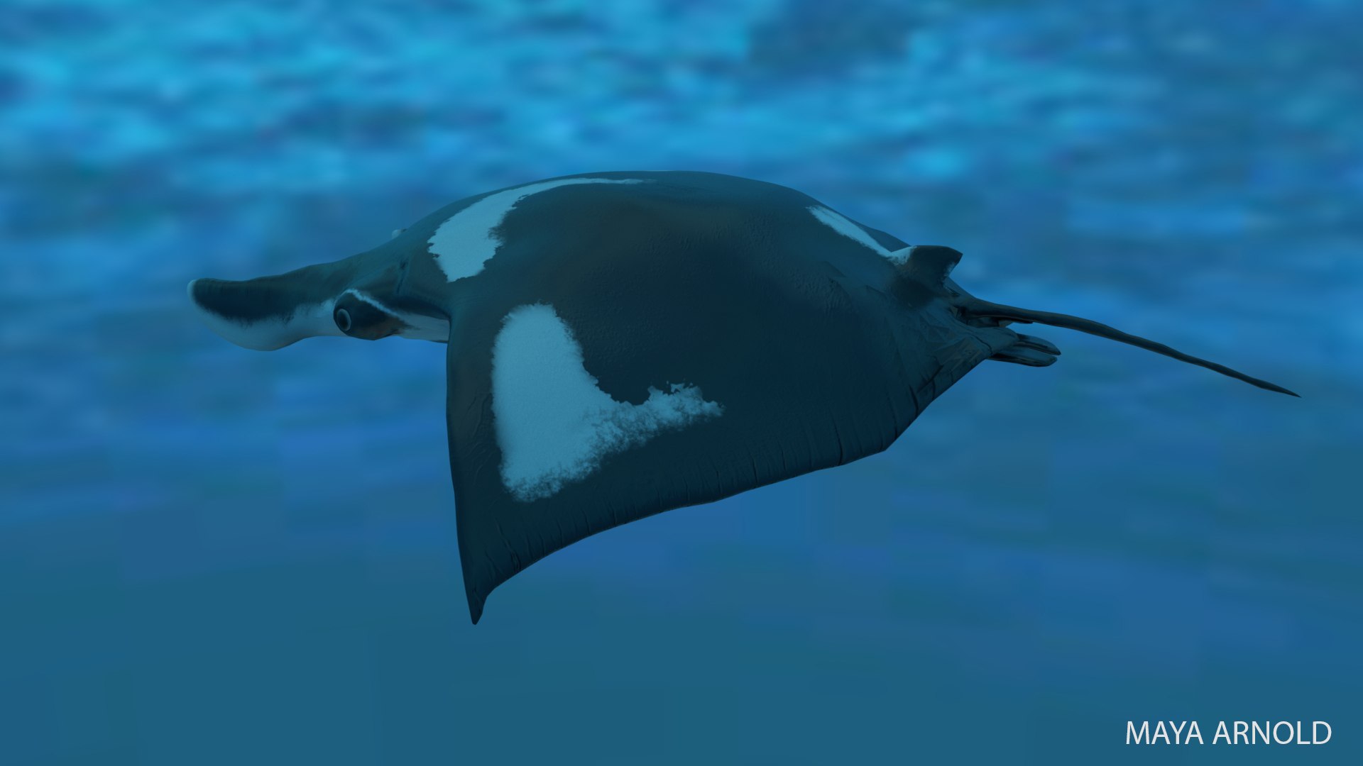3D Manta Stingray Animations 6 - TurboSquid 1505677