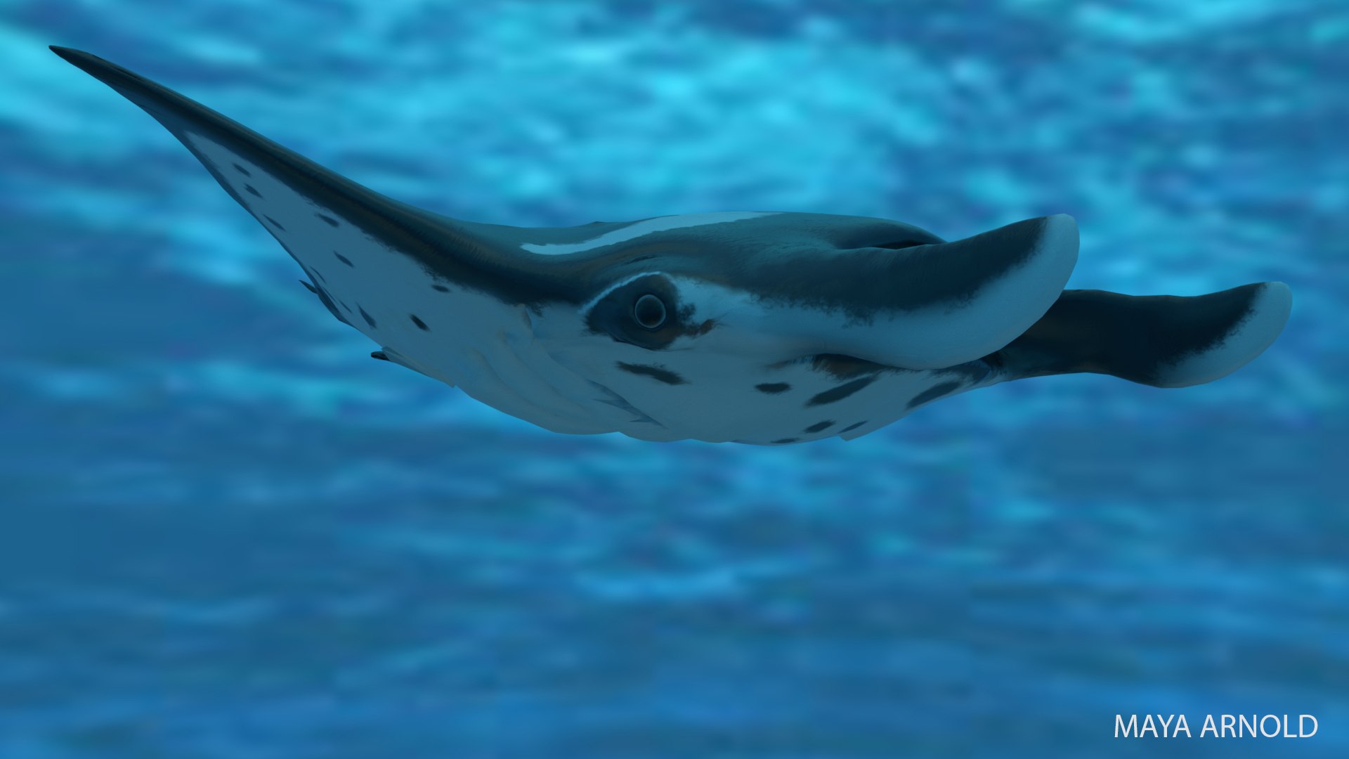 3D Manta Stingray Animations 6 - TurboSquid 1505677