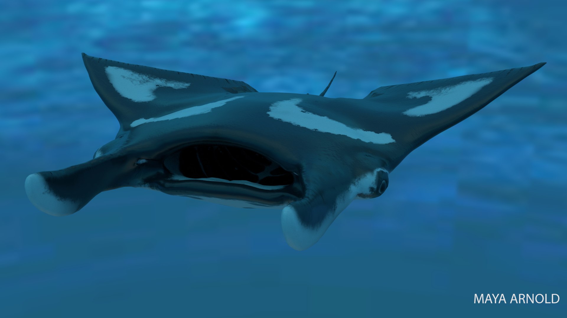 3D Manta Stingray Animations 6 - TurboSquid 1505677