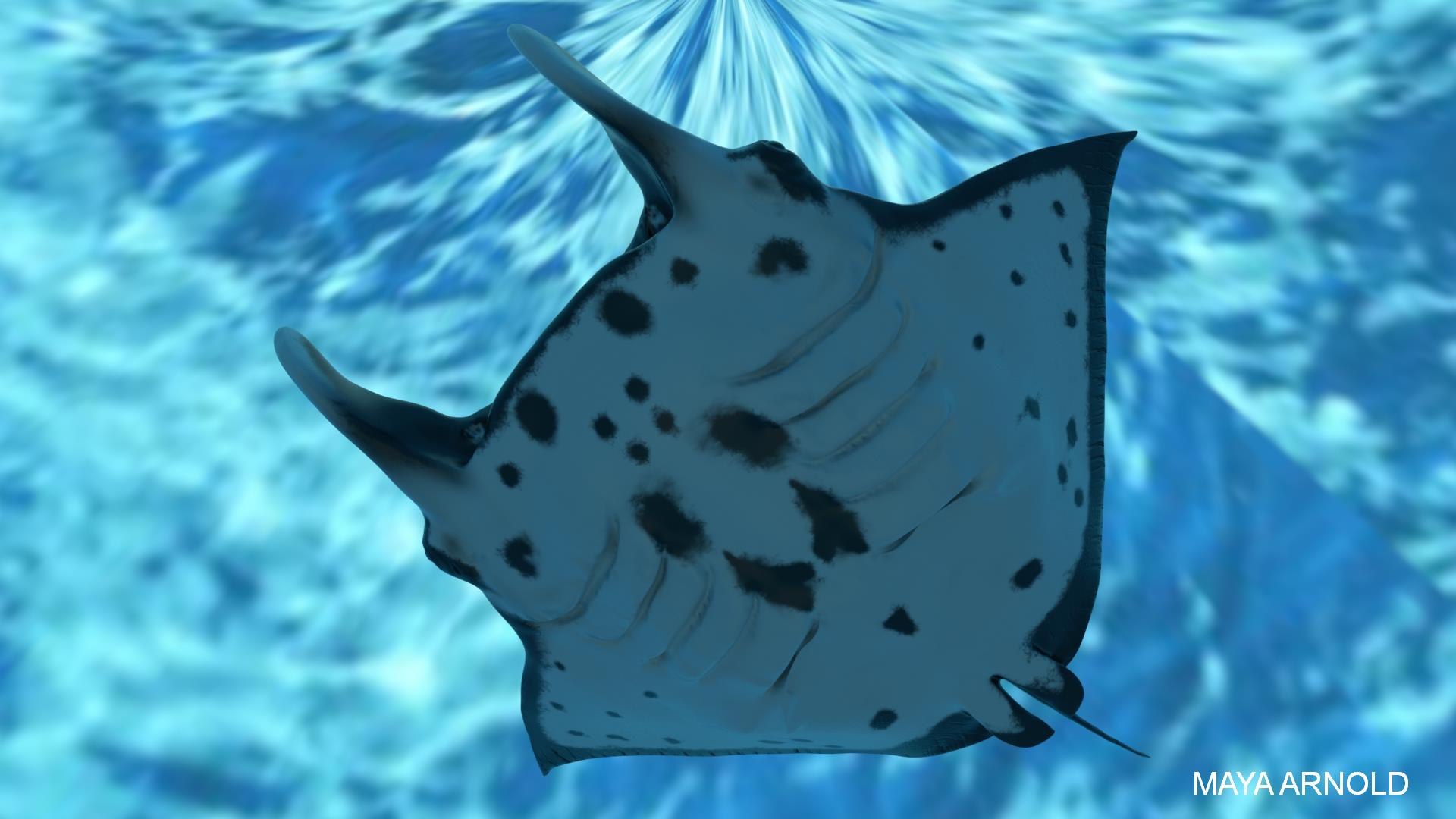 3D Manta Stingray Animations 6 - TurboSquid 1505677