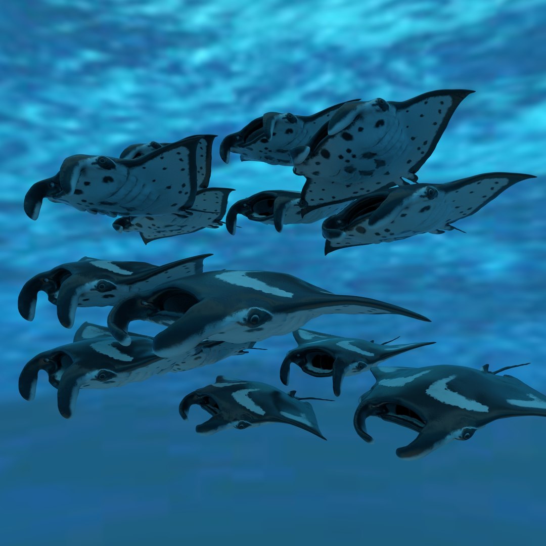 3D manta stingray animations 6 - TurboSquid 1505677