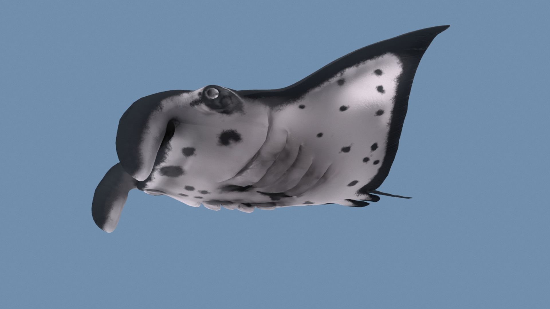 3D Manta Stingray Animations 6 - TurboSquid 1505677