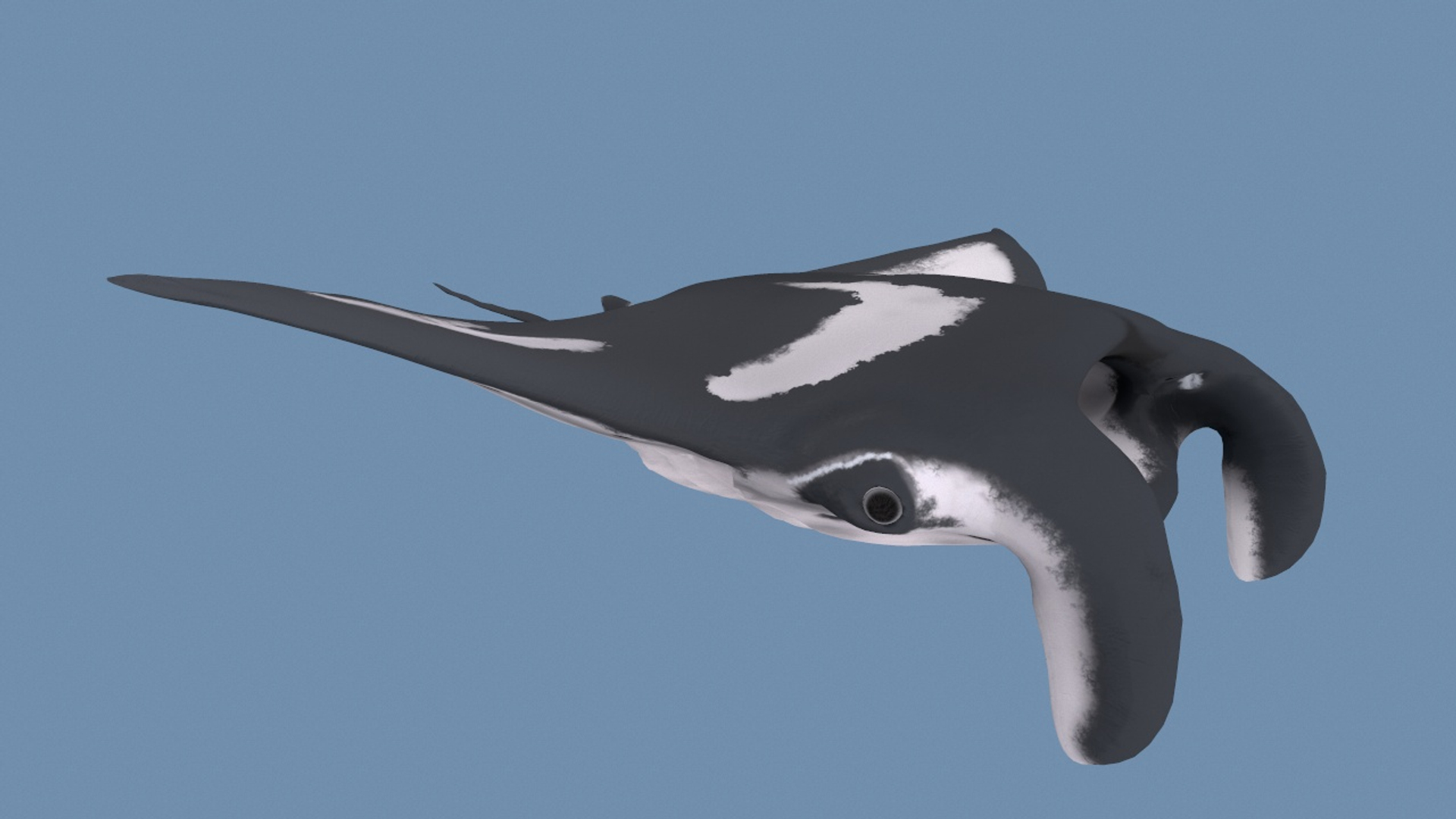 3D Manta Stingray Animations 6 - TurboSquid 1505677