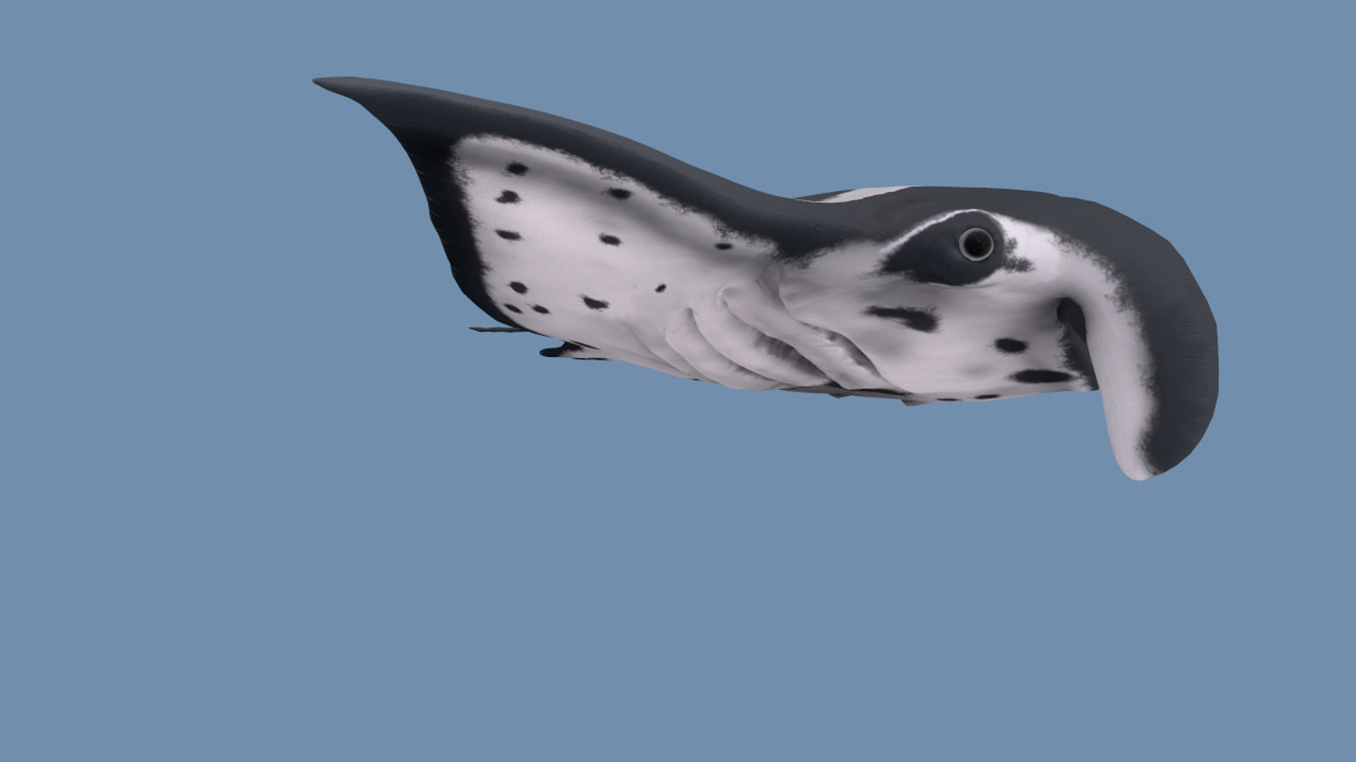 3D Manta Stingray Animations 6 - TurboSquid 1505677