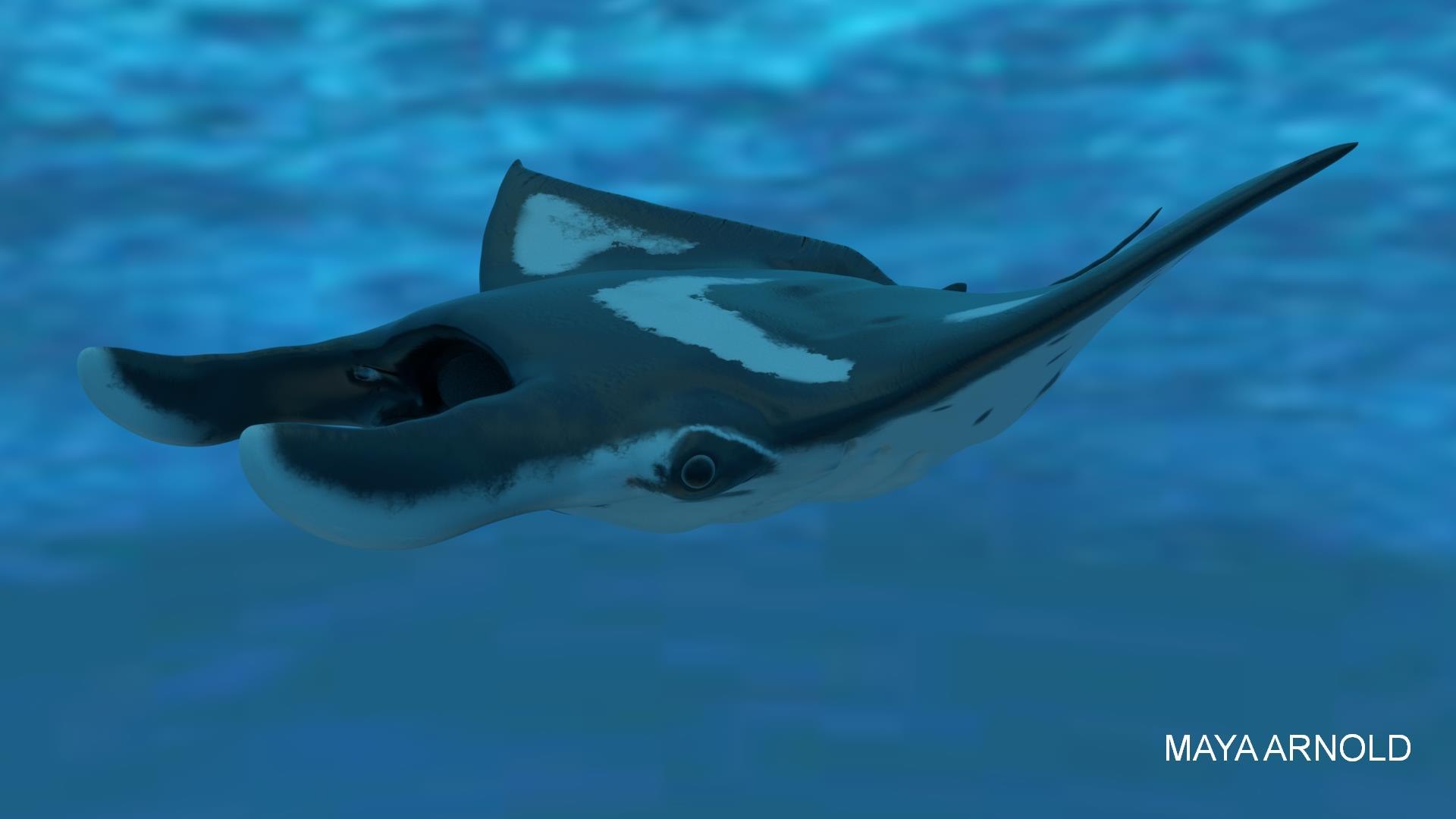 3D Manta Stingray Animations 6 - TurboSquid 1505677