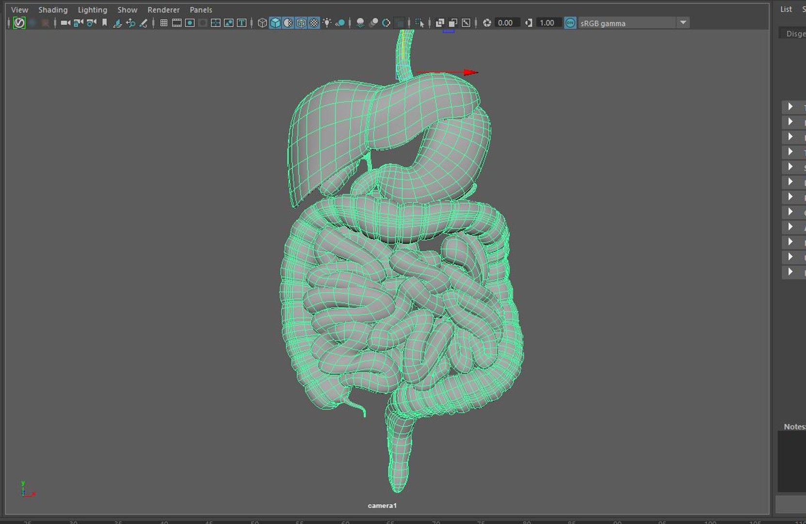 3D Anatomy Digestive Intestines - TurboSquid 1508377