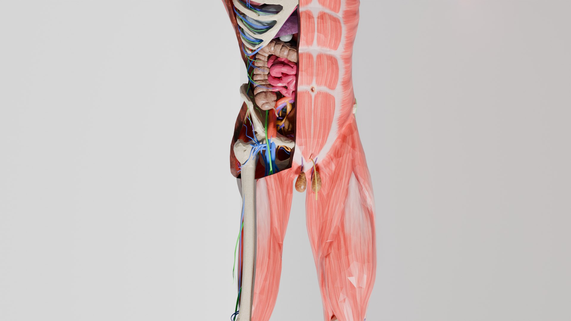3D Anatomy Human Body Dissection T POSE Model - TurboSquid 2221818