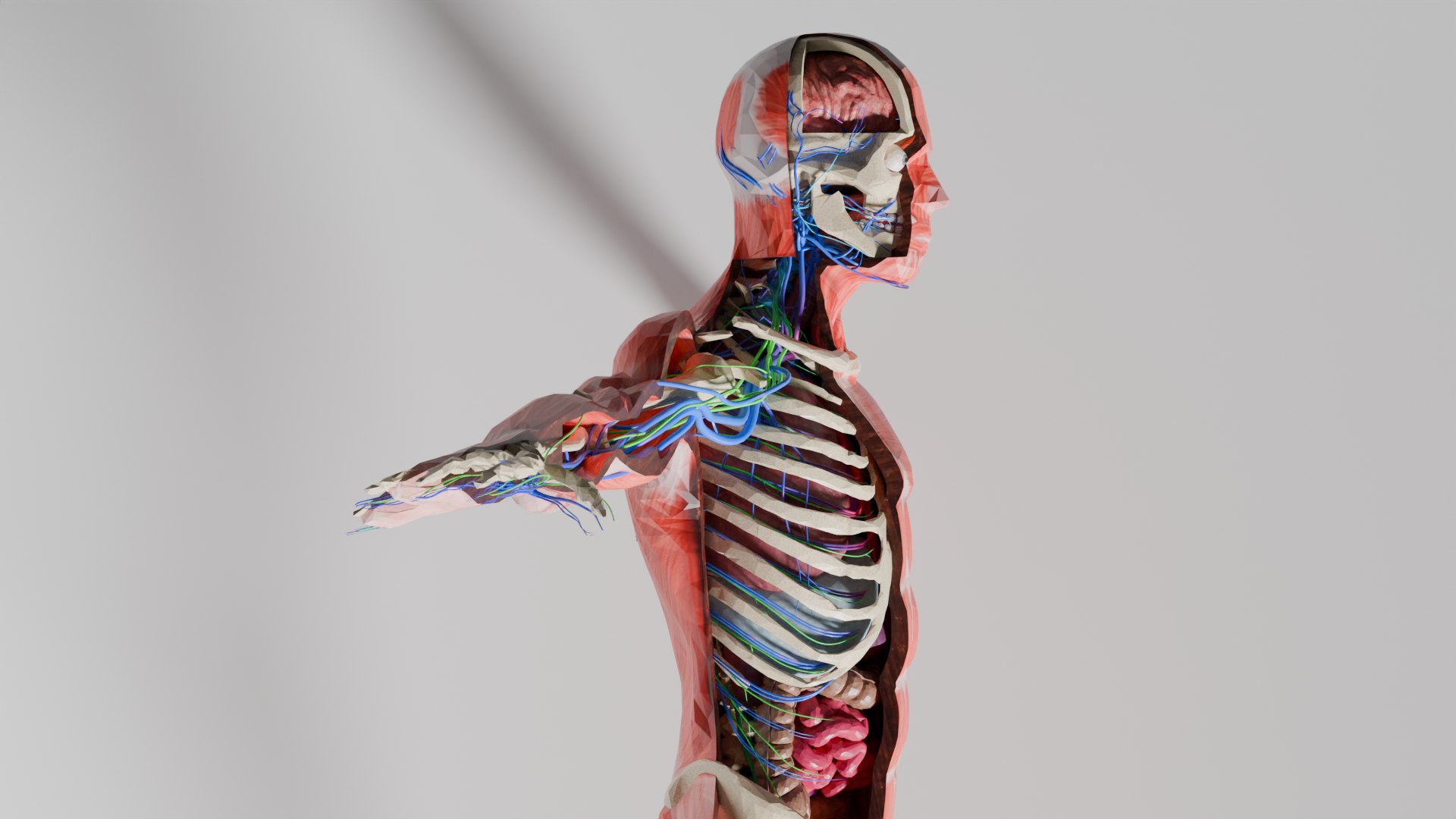 3D Anatomy Human Body Dissection T POSE Model - TurboSquid 2221818