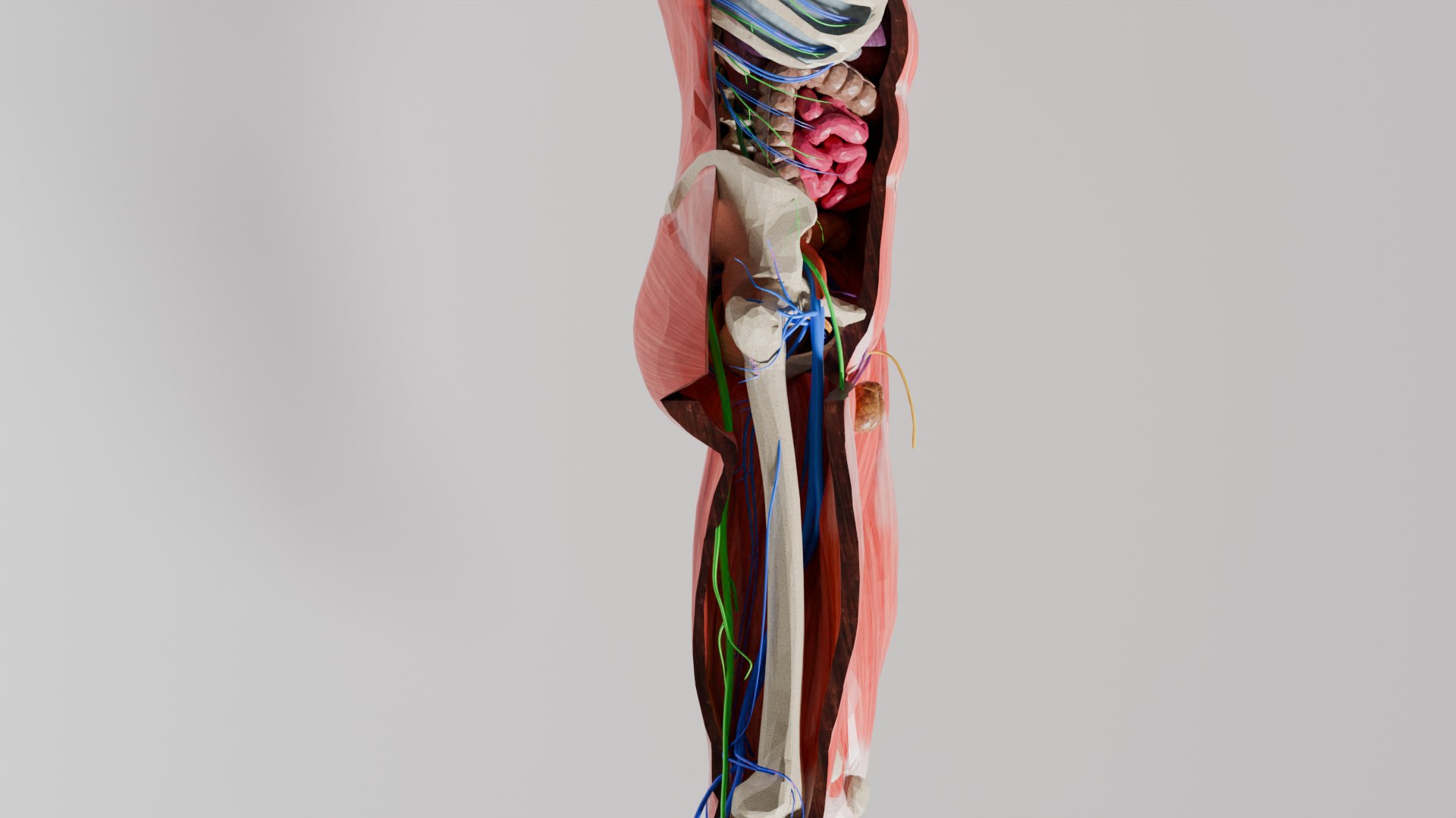 3D Anatomy Human Body Dissection T POSE Model - TurboSquid 2221818