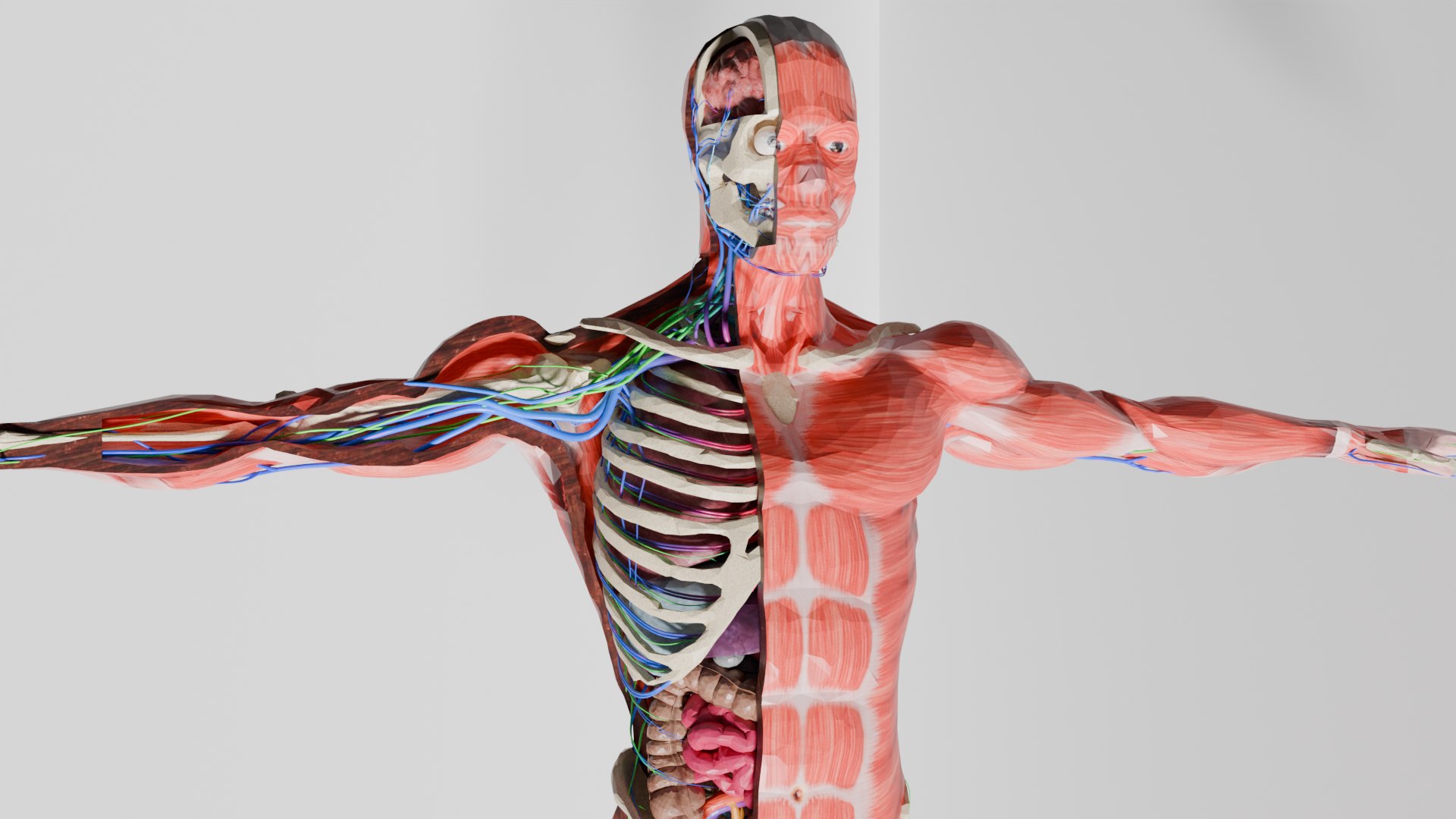 3D Anatomy Human Body Dissection T POSE Model - TurboSquid 2221818