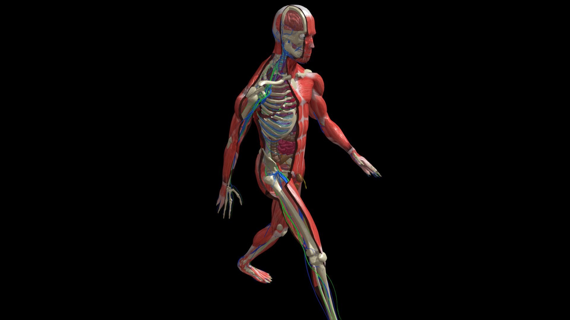 3D Anatomy Human Body Dissection T POSE Model - TurboSquid 2221818
