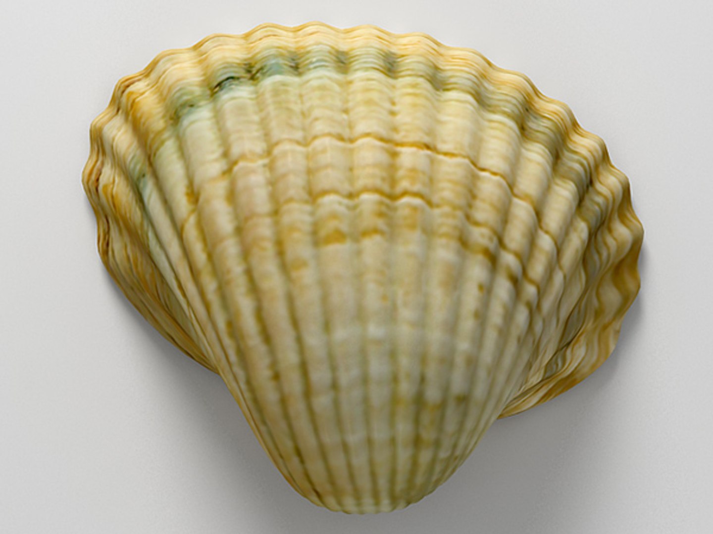 3d max ark cockle seashell