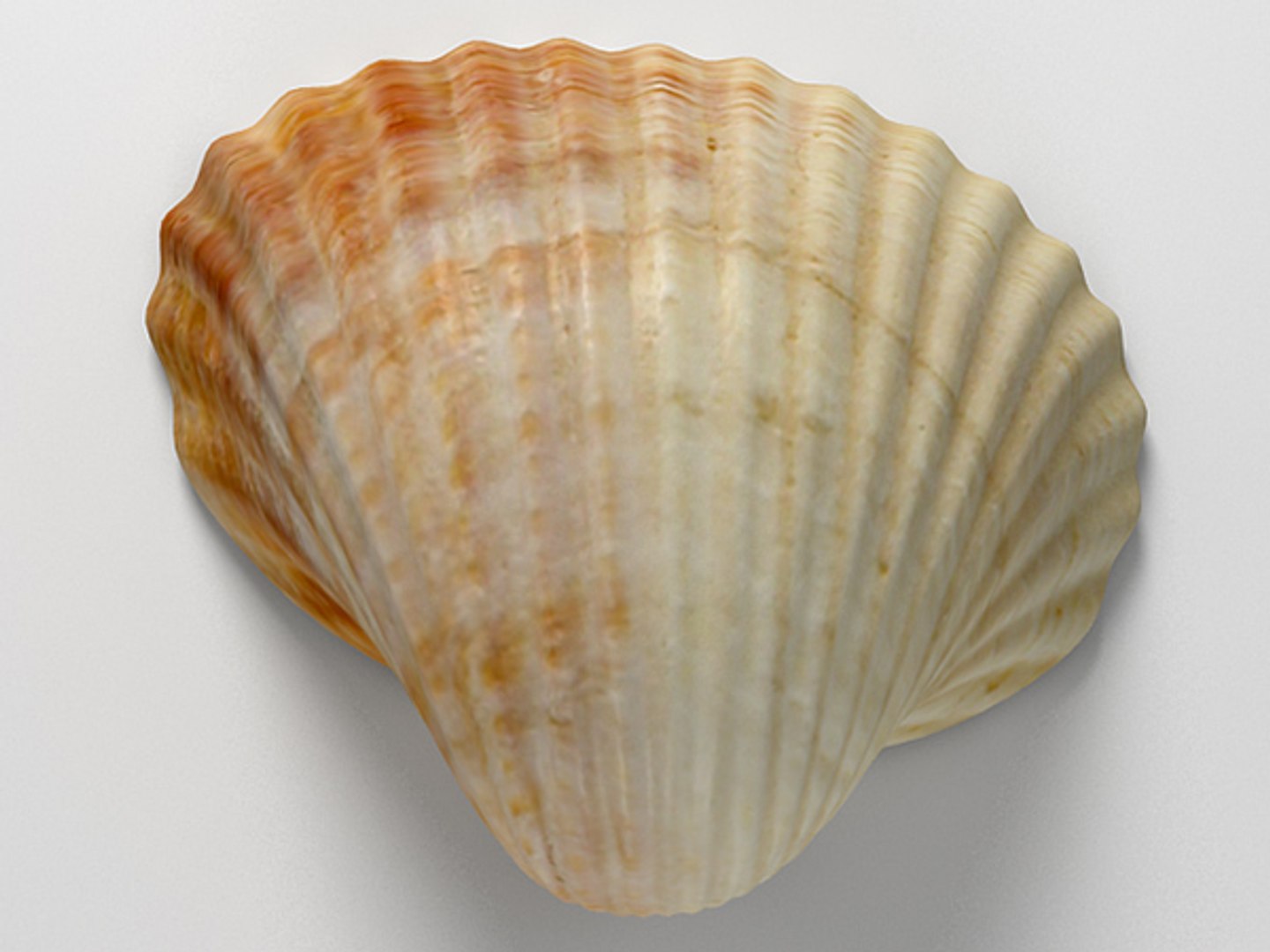 3d max ark cockle seashell