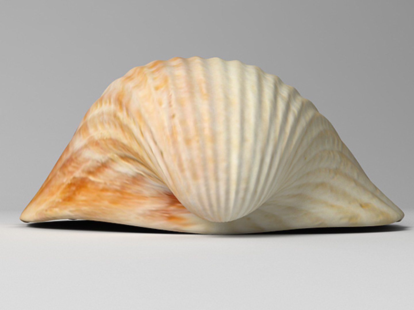 3d max ark cockle seashell