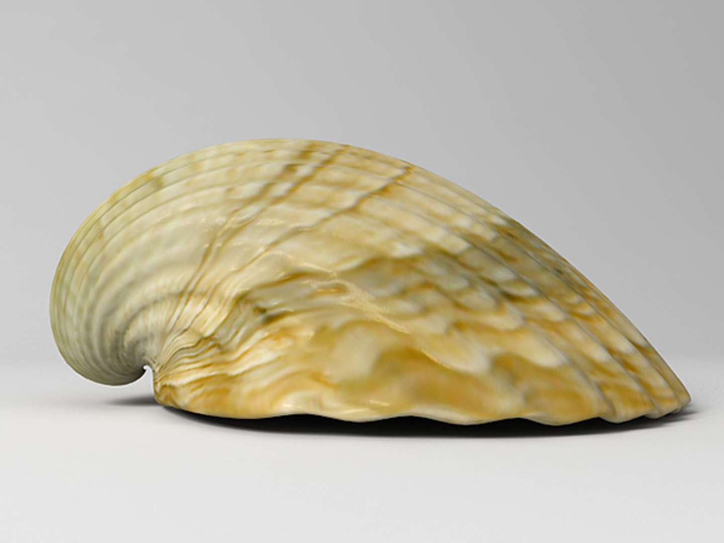 3d max ark cockle seashell