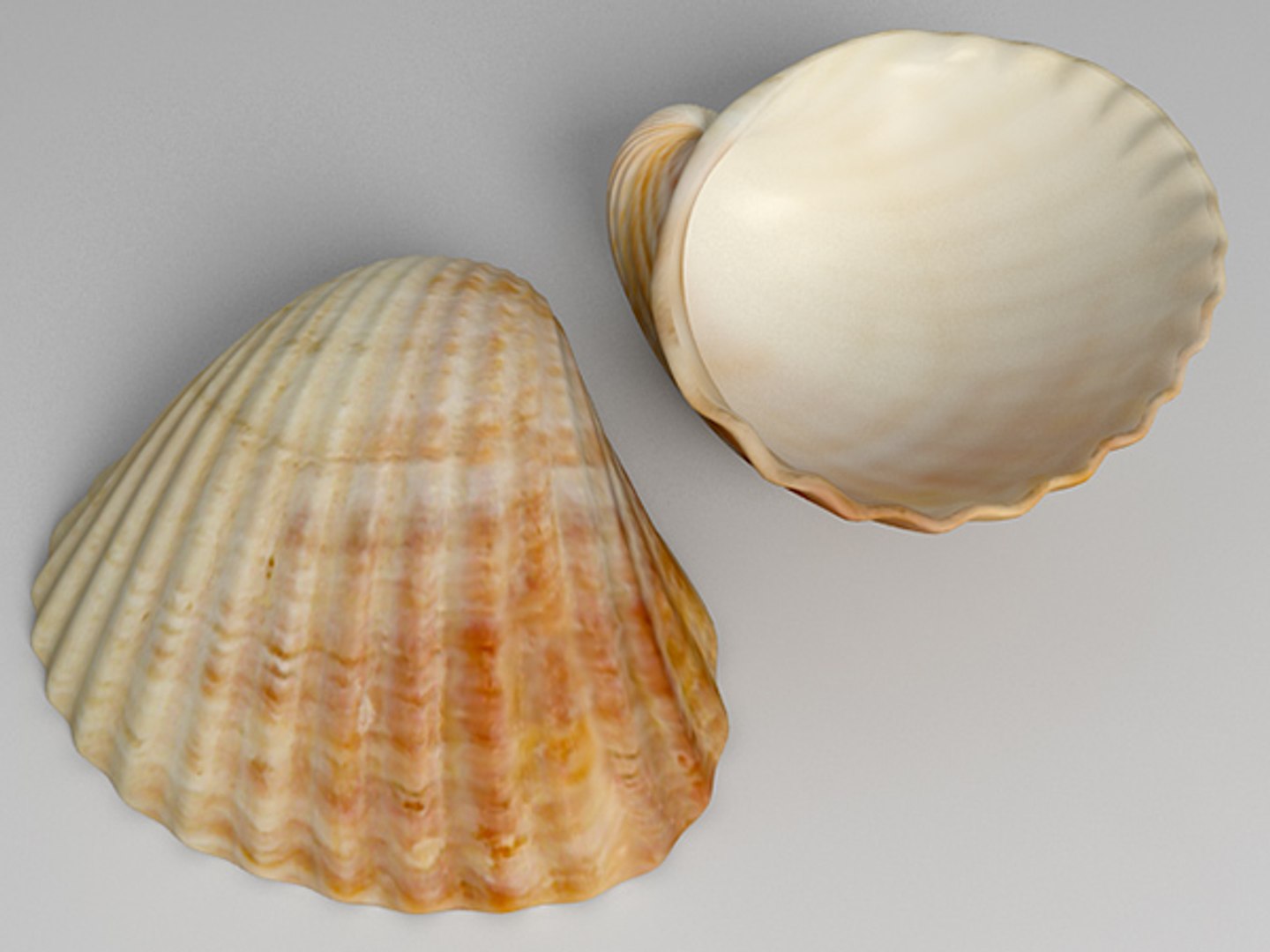 3d max ark cockle seashell