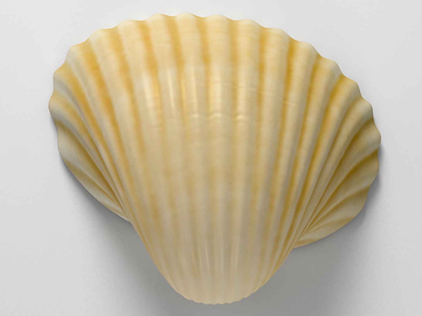 3d max ark cockle seashell