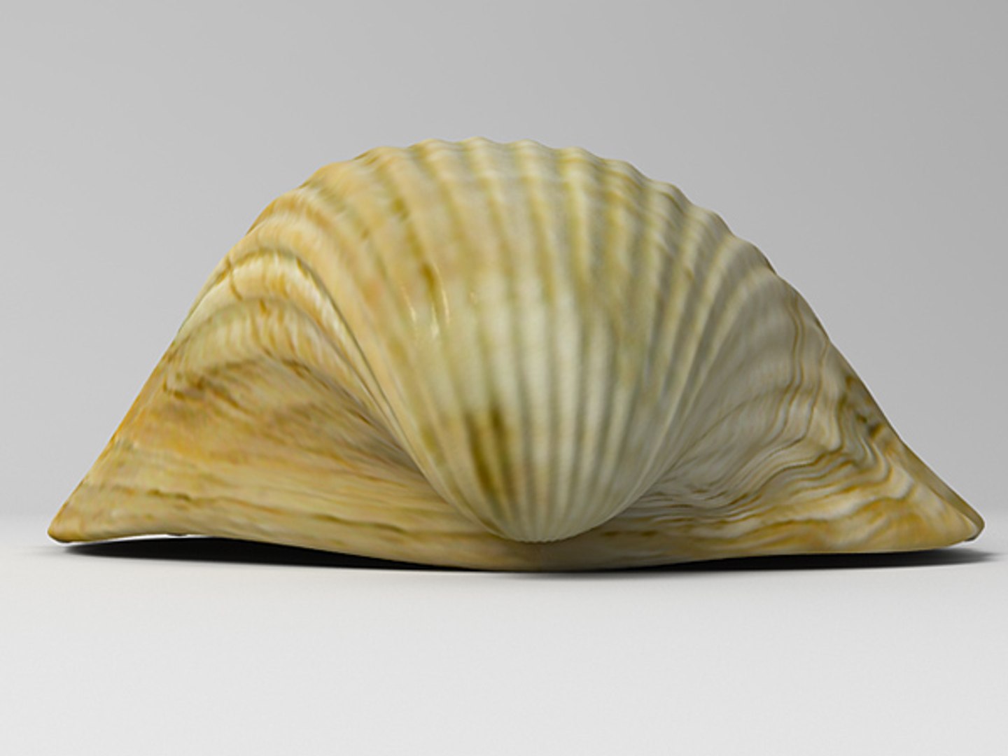 3d max ark cockle seashell