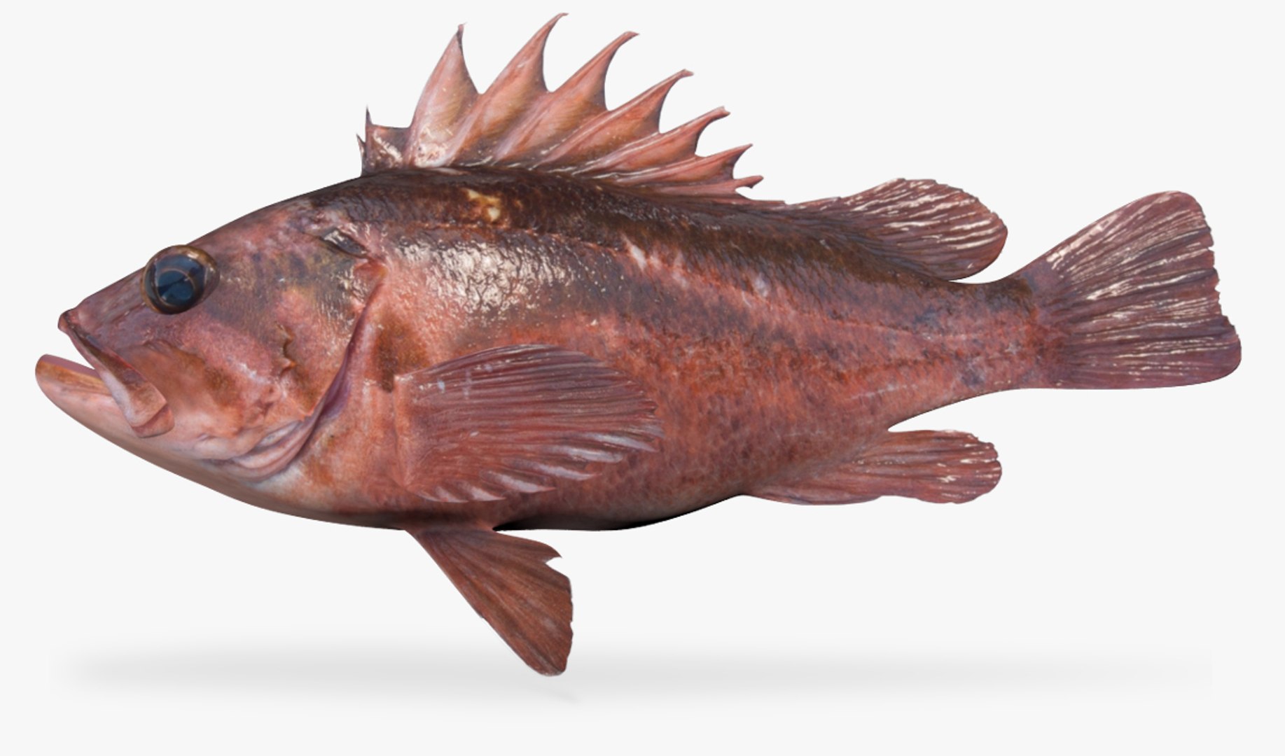 Copper Rockfish 3D Model - TurboSquid 1377723