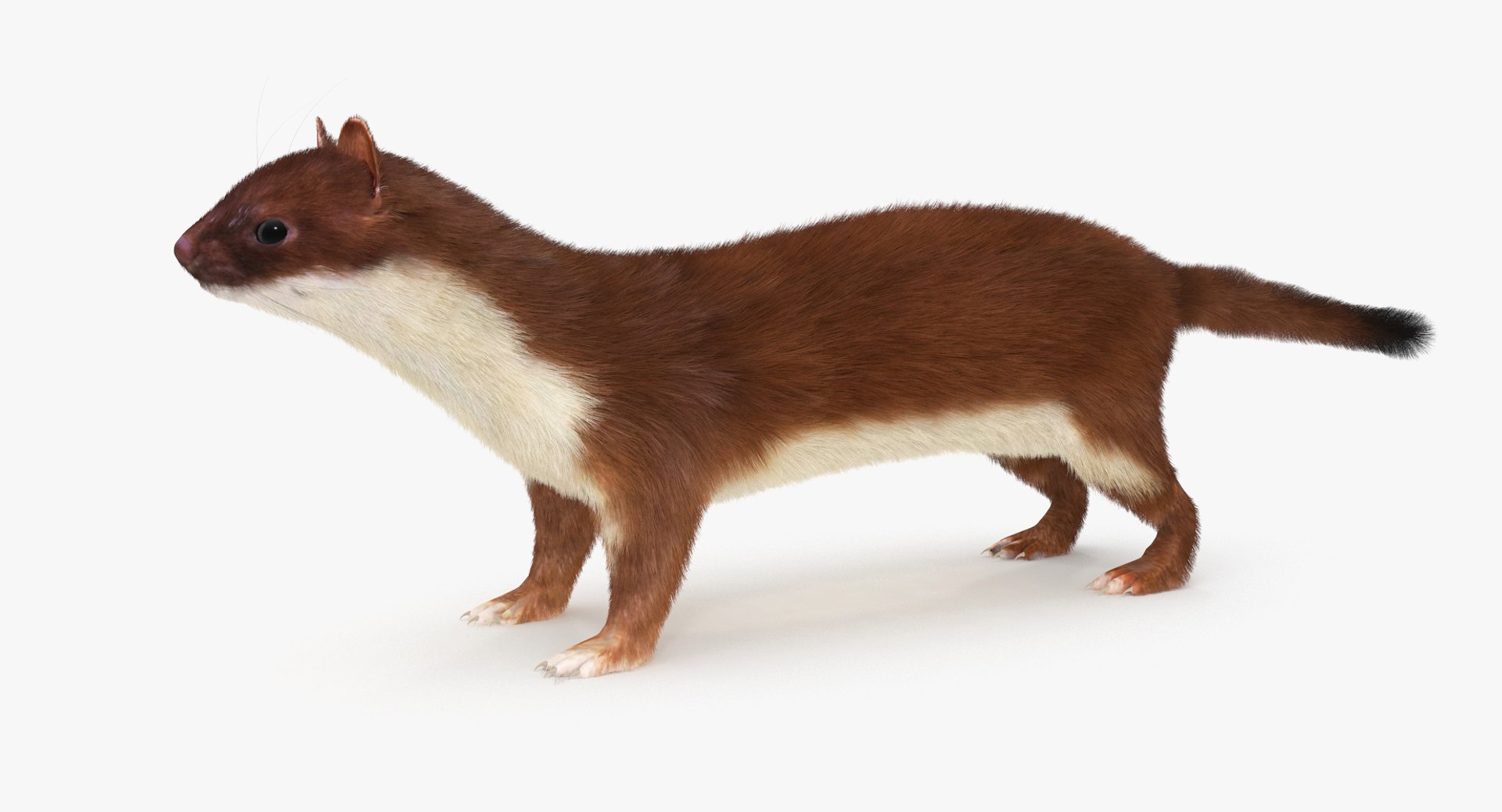 Weasel Fur 3D - TurboSquid 1213077