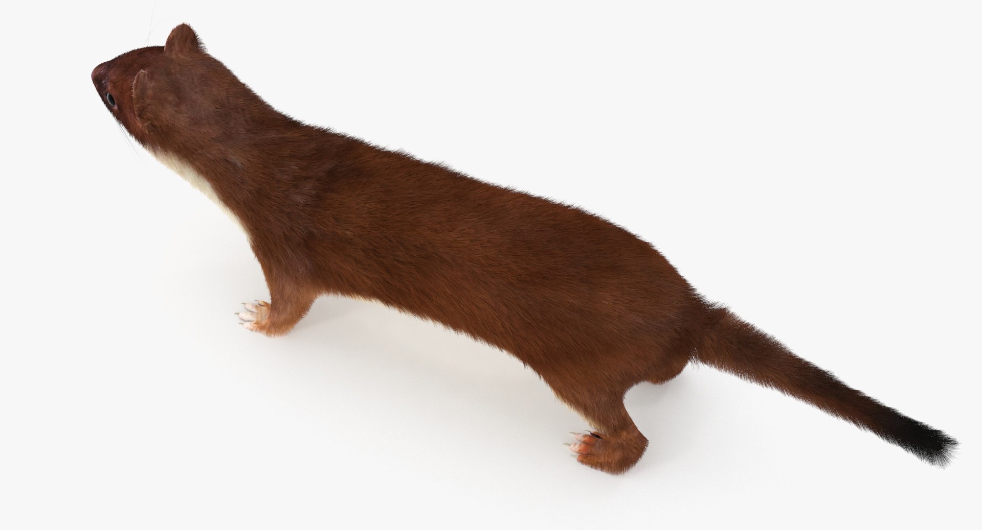 Weasel Fur 3D - TurboSquid 1213077