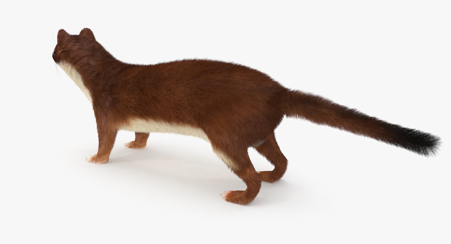 Weasel Fur 3D - TurboSquid 1213077