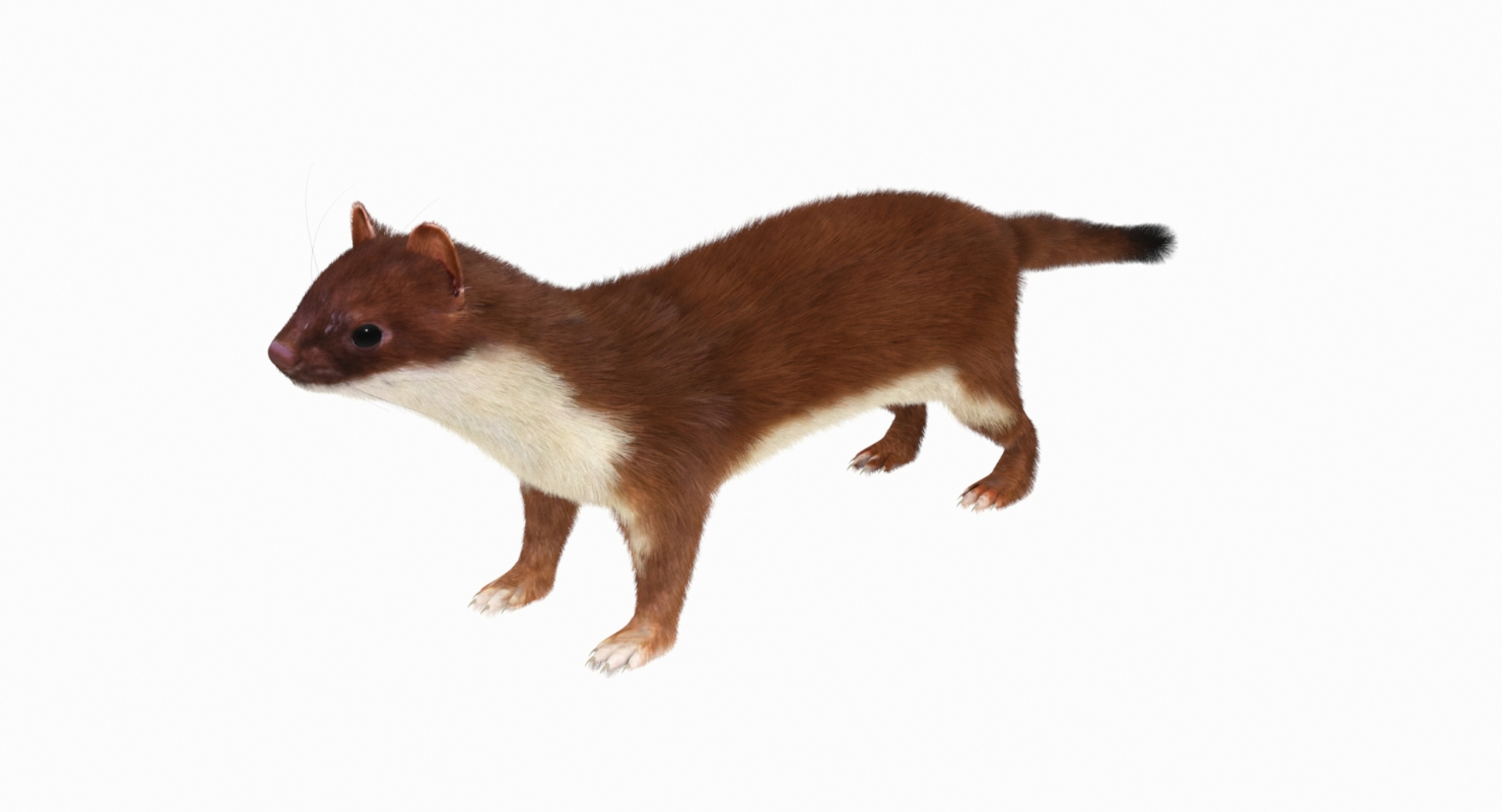 Weasel Fur 3D - TurboSquid 1213077