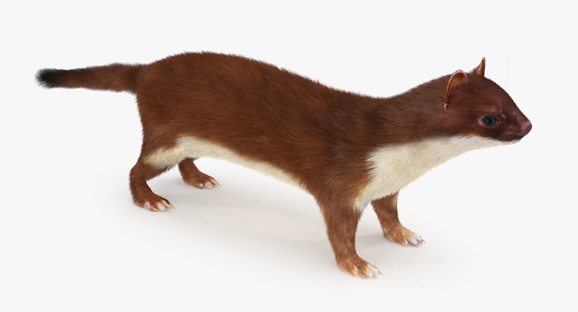 Weasel Fur 3D - TurboSquid 1213077