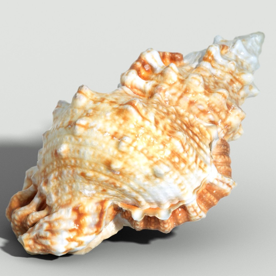Muricidae Sea Obj
