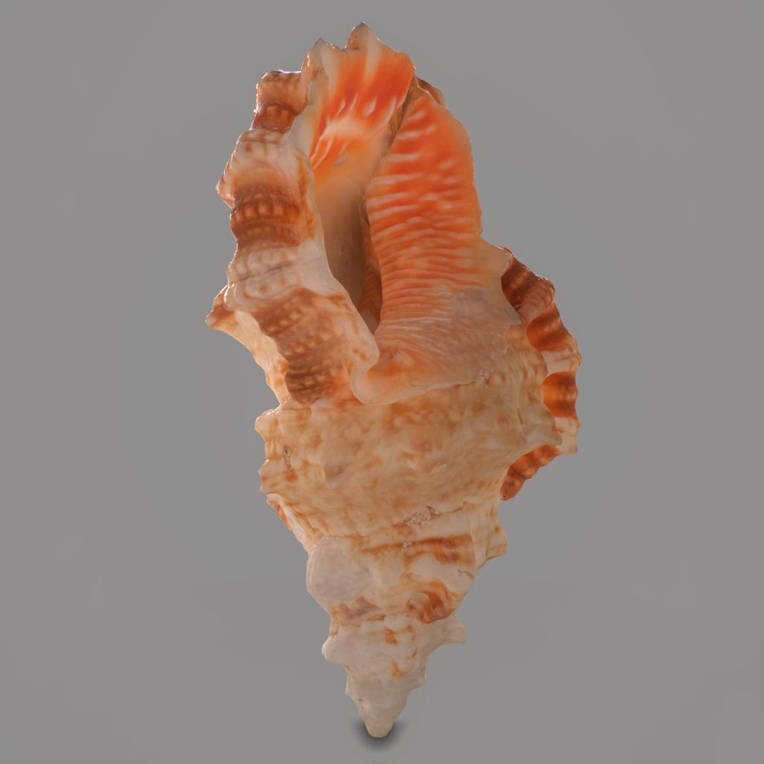 Muricidae Sea Obj