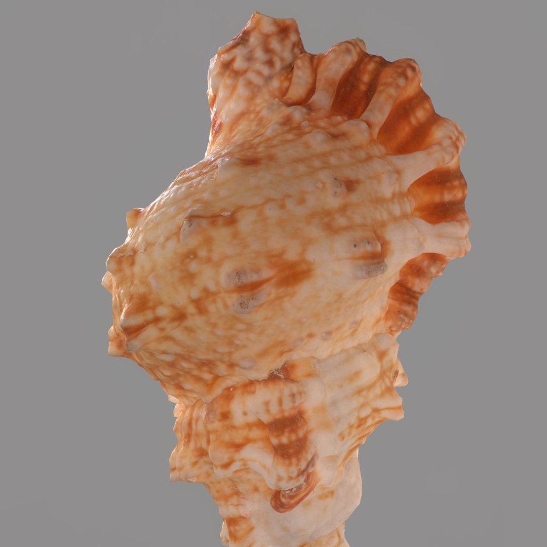 Muricidae Sea Obj