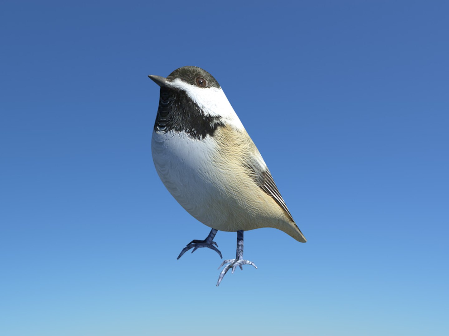 3d bird model