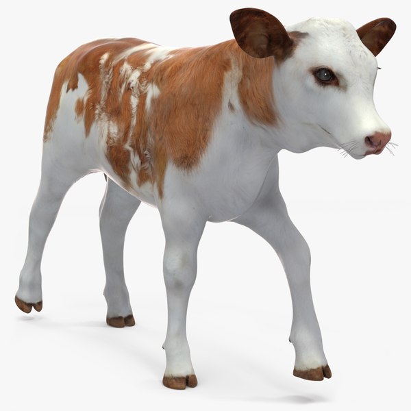 3D Cattle Models | TurboSquid