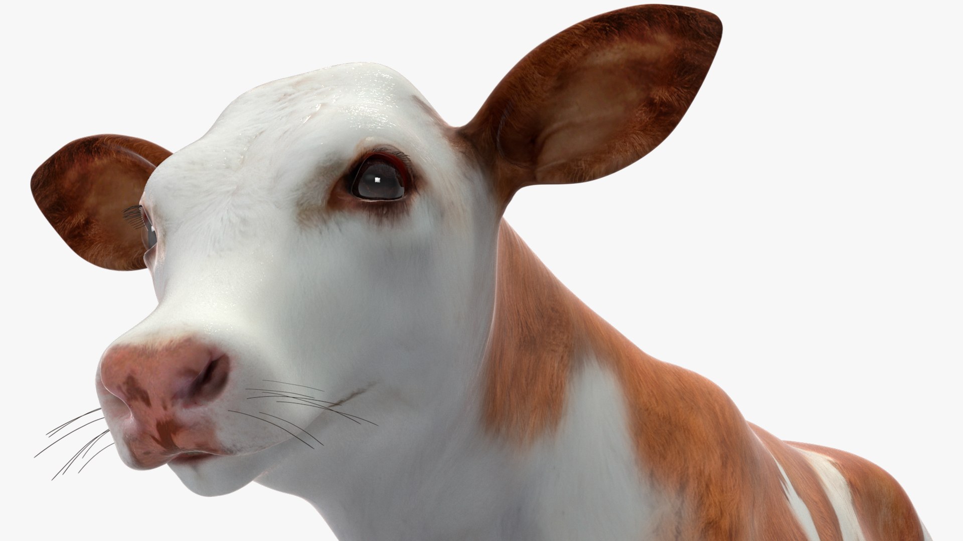 3D Cow Calf In Walking Pose - TurboSquid 2259031