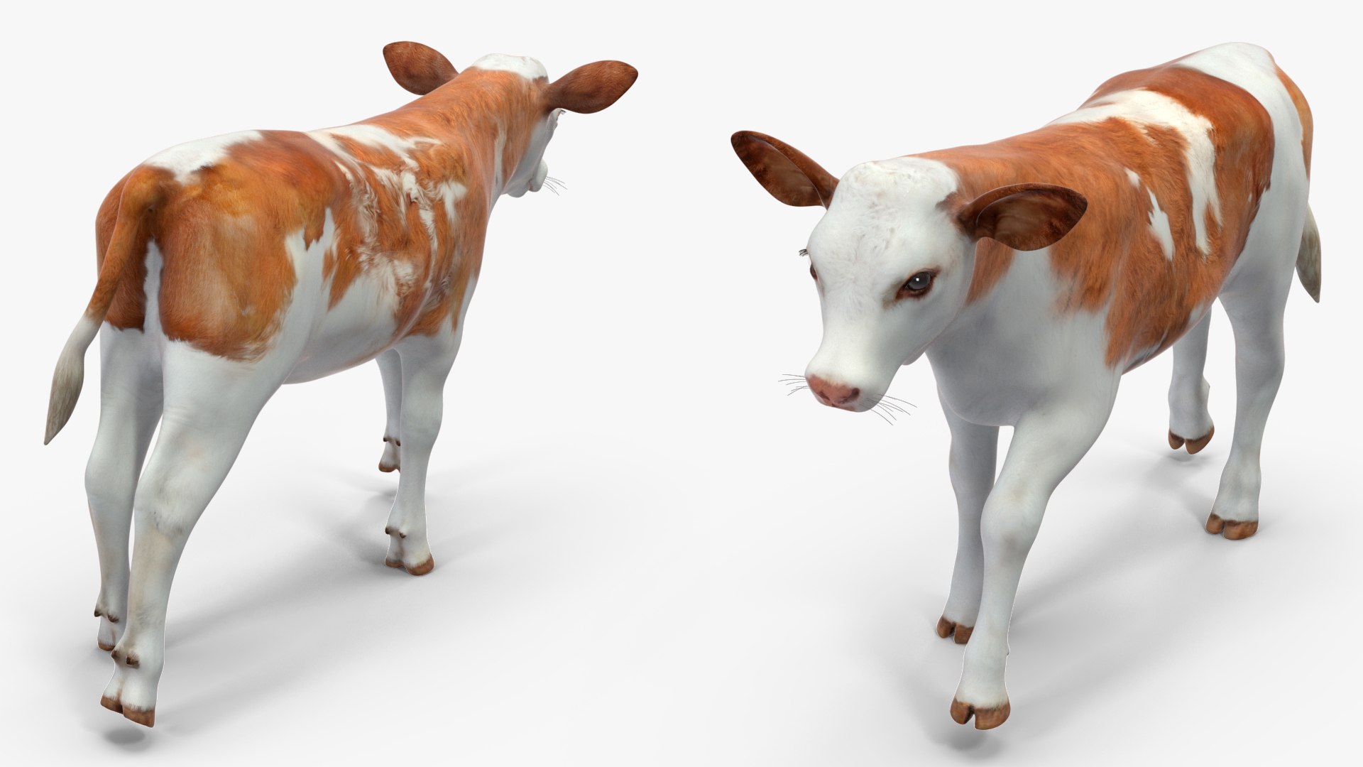 3D Cow Calf In Walking Pose - TurboSquid 2259031