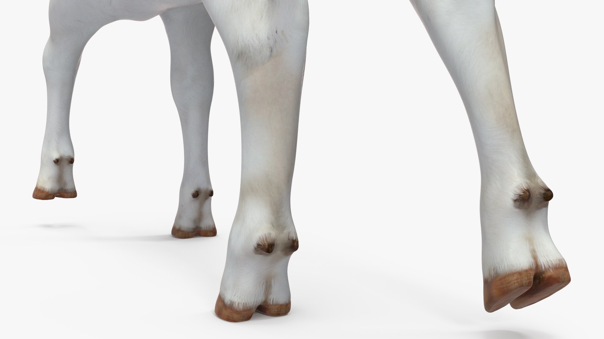 3D Cow Calf In Walking Pose - TurboSquid 2259031