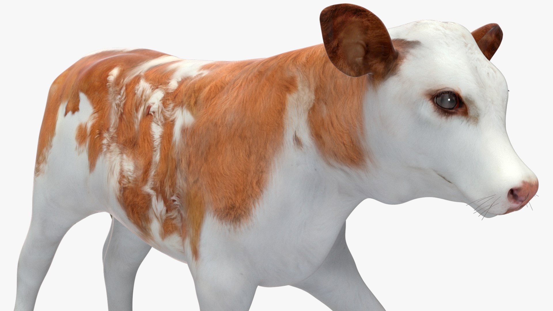 3D Cow Calf In Walking Pose - TurboSquid 2259031