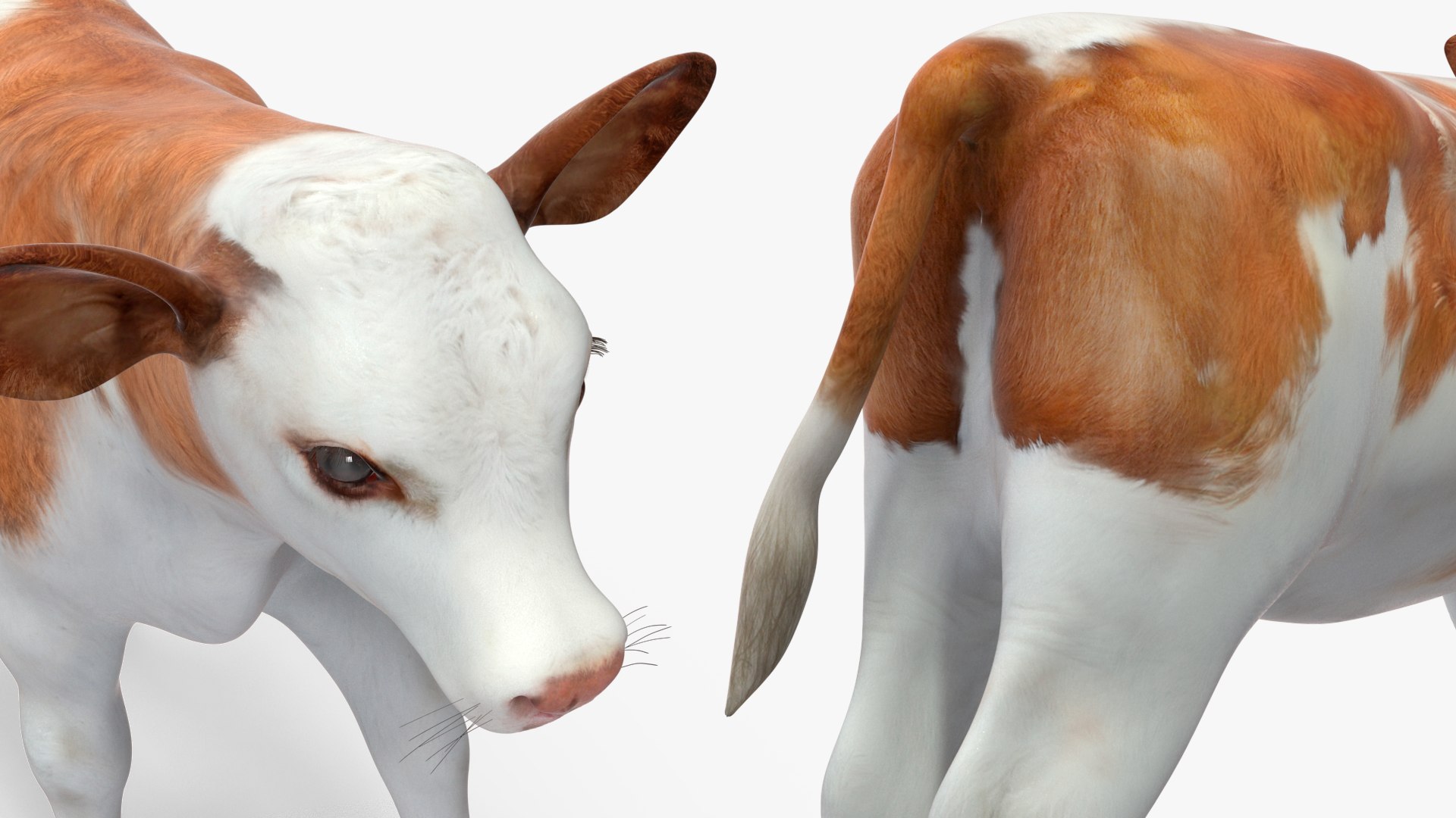 3D Cow Calf In Walking Pose - TurboSquid 2259031