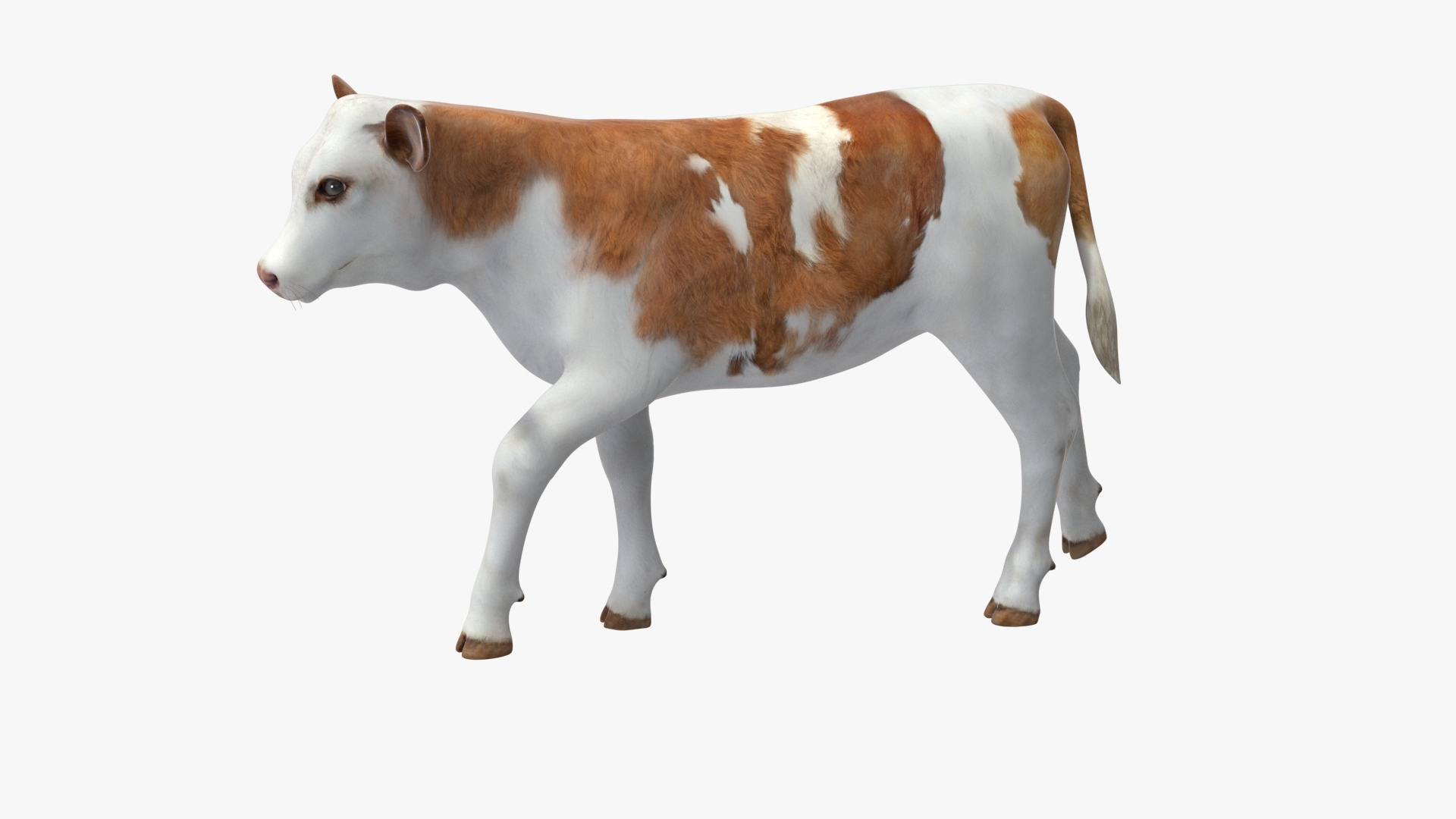 3D Cow Calf In Walking Pose - TurboSquid 2259031