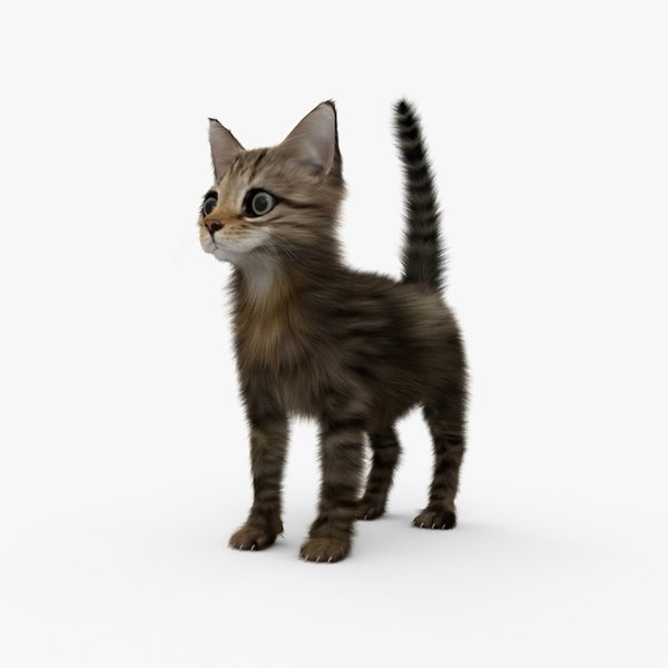 Free 3D Kitten Models | TurboSquid