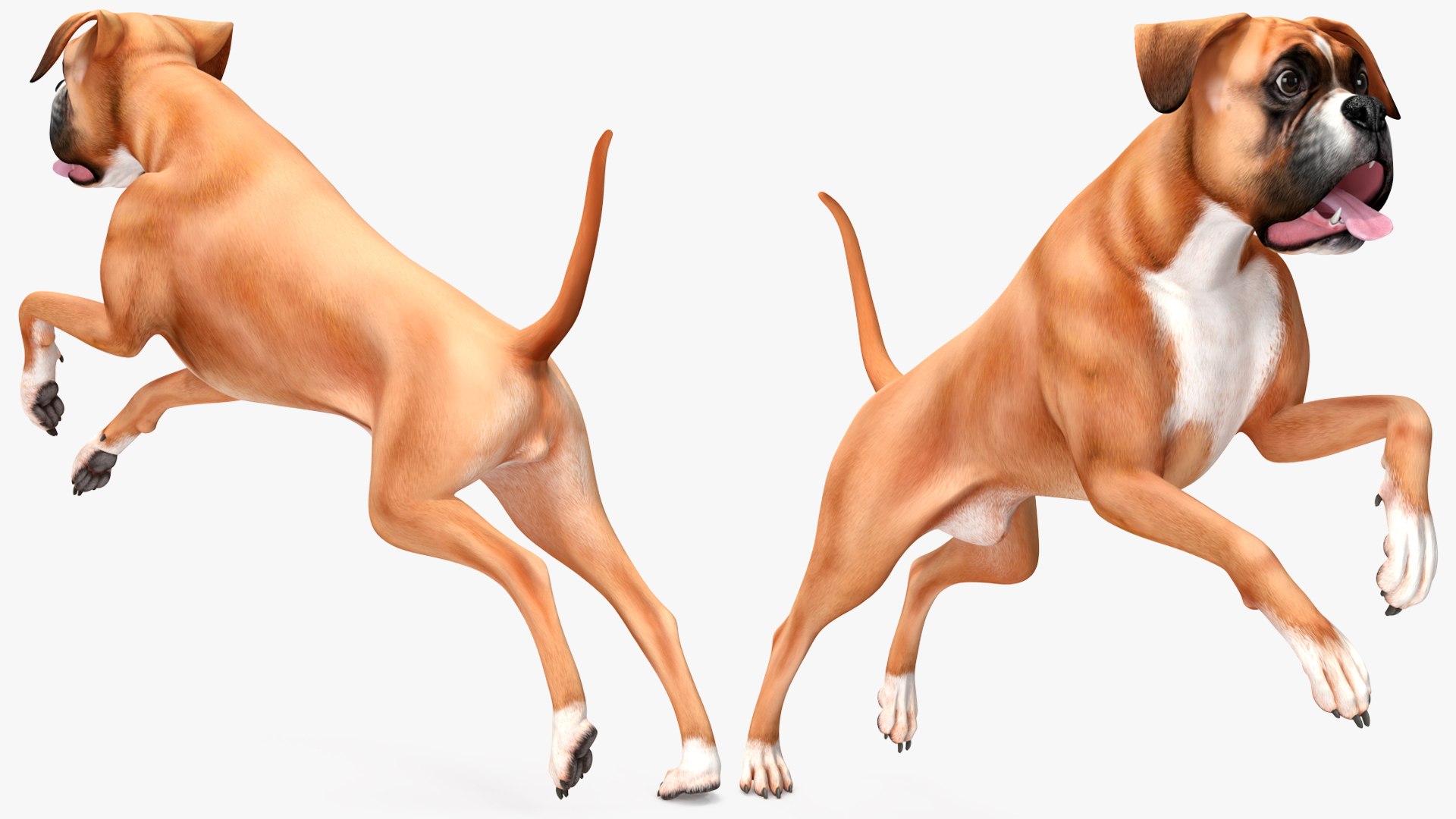3D Boxer Dog Rigged For Blender - TurboSquid 2270840