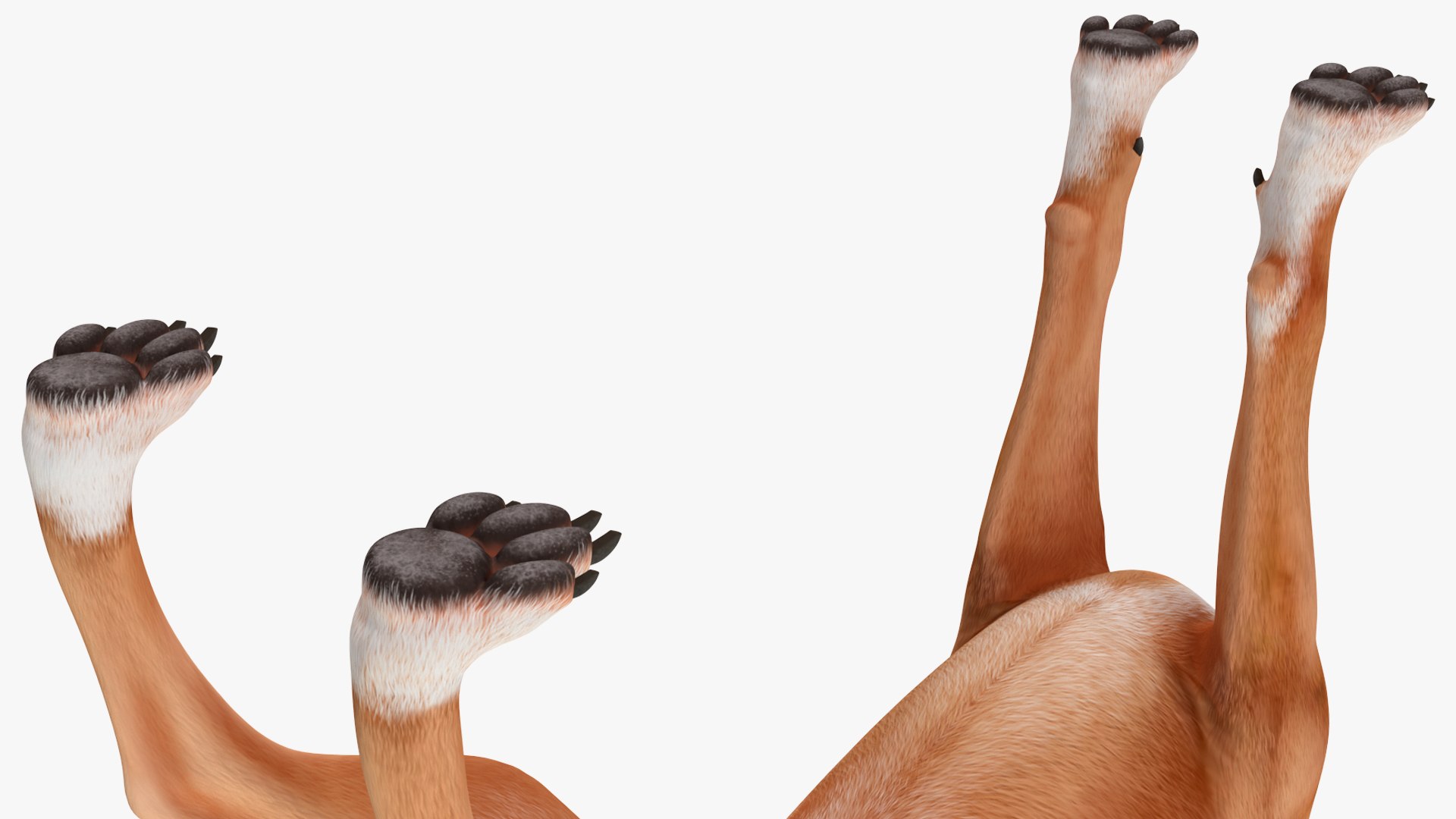 3D Boxer Dog Rigged For Blender - TurboSquid 2270840