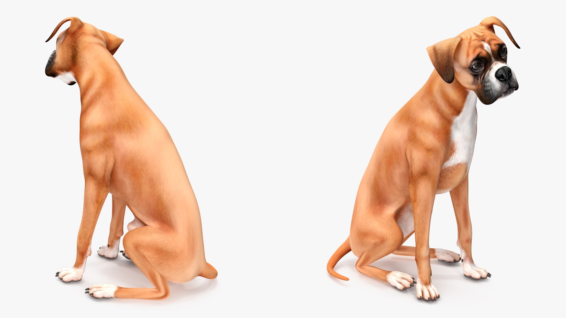 3D Boxer Dog Rigged For Blender - TurboSquid 2270840