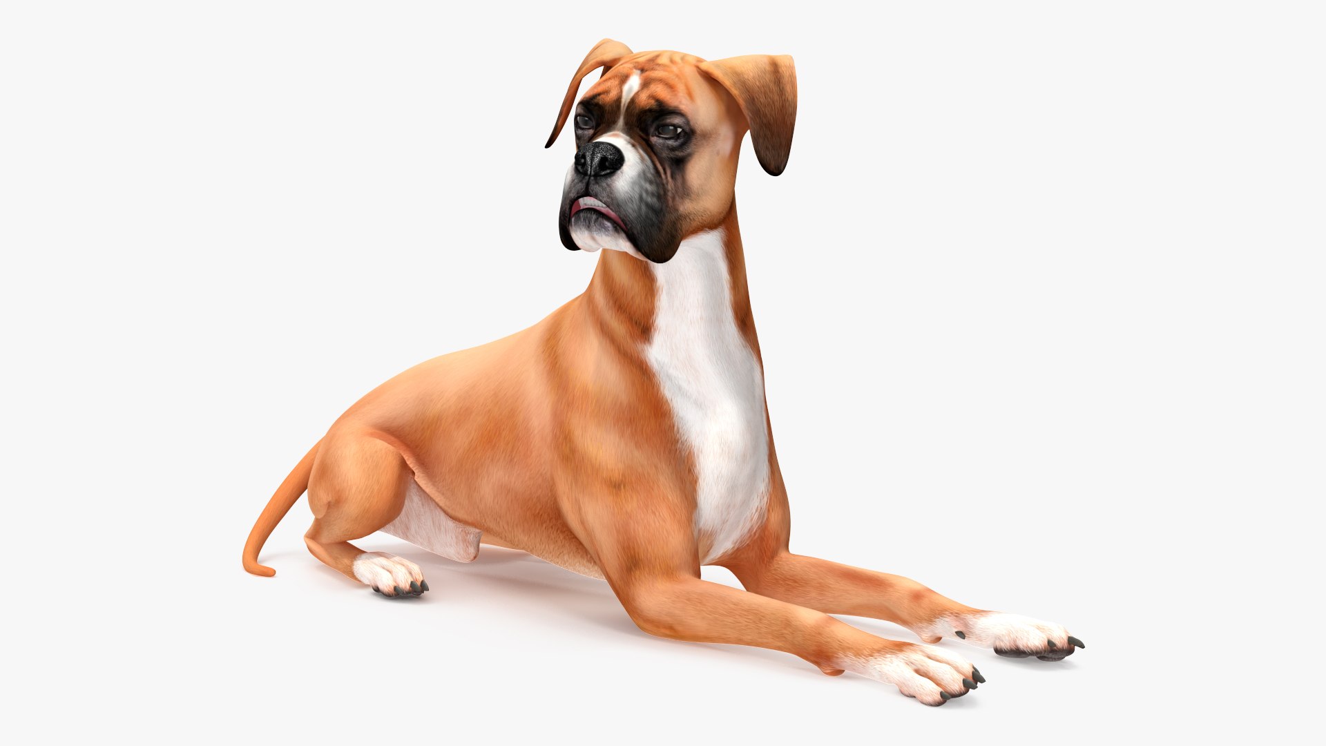3D Boxer Dog Rigged For Blender - TurboSquid 2270840