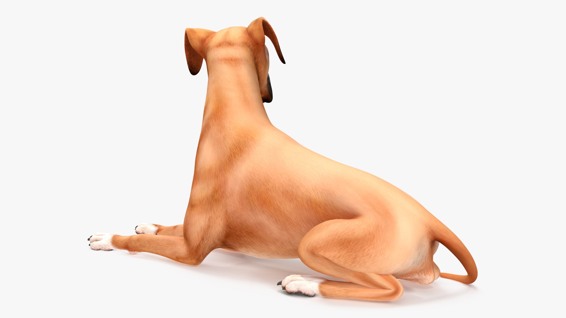3D Boxer Dog Rigged For Blender - TurboSquid 2270840