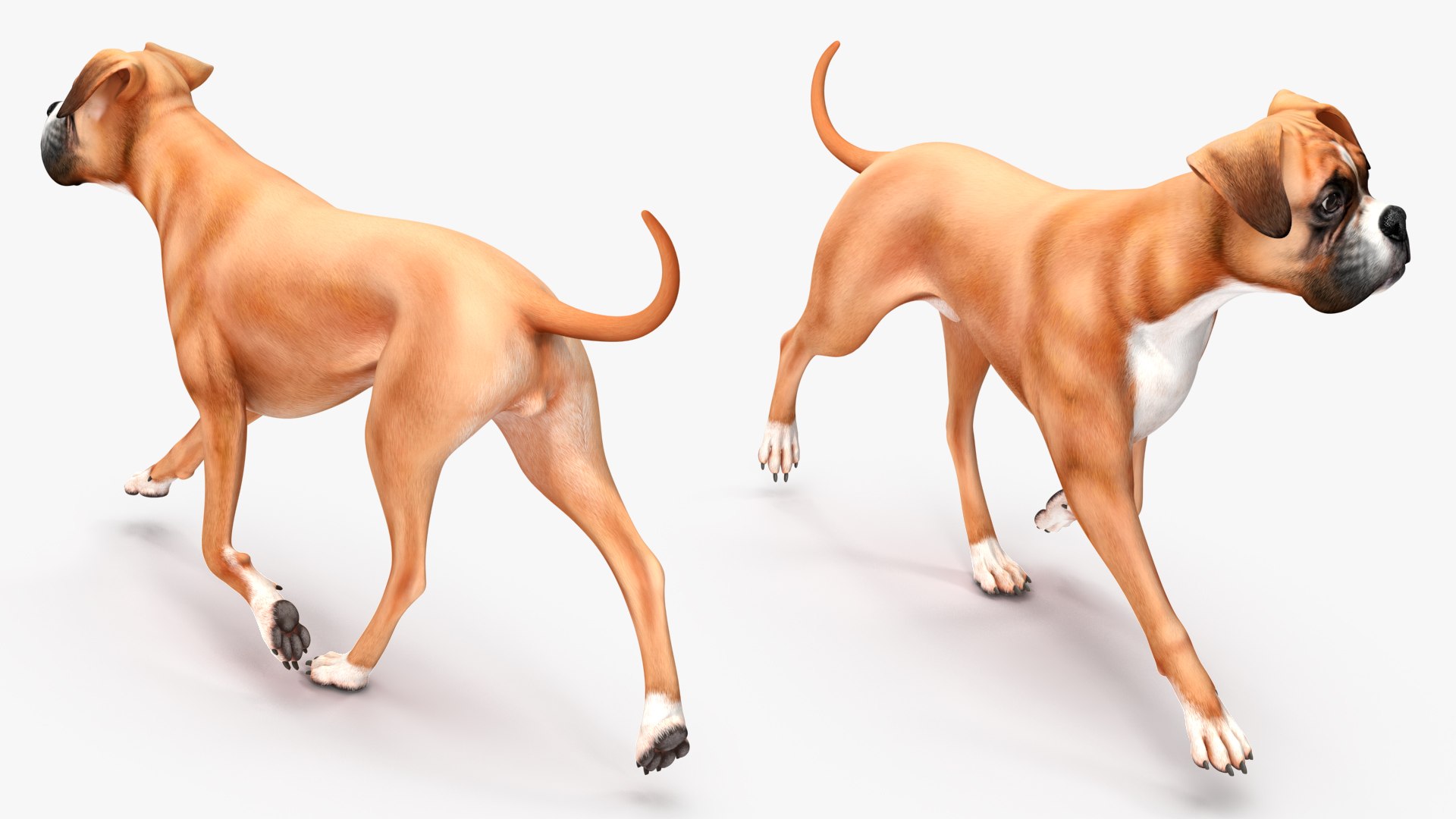 3D Boxer Dog Rigged For Blender - TurboSquid 2270840