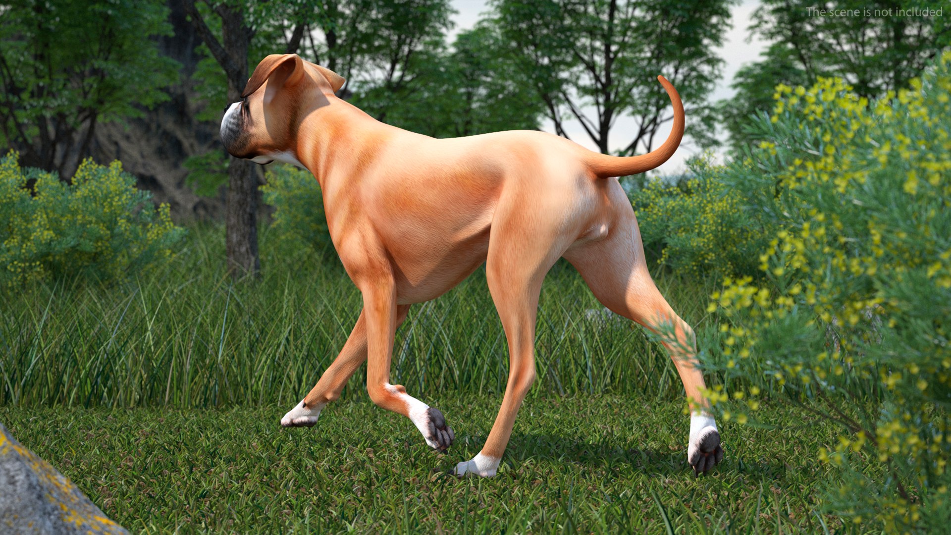 3D Boxer Dog Rigged For Blender - TurboSquid 2270840