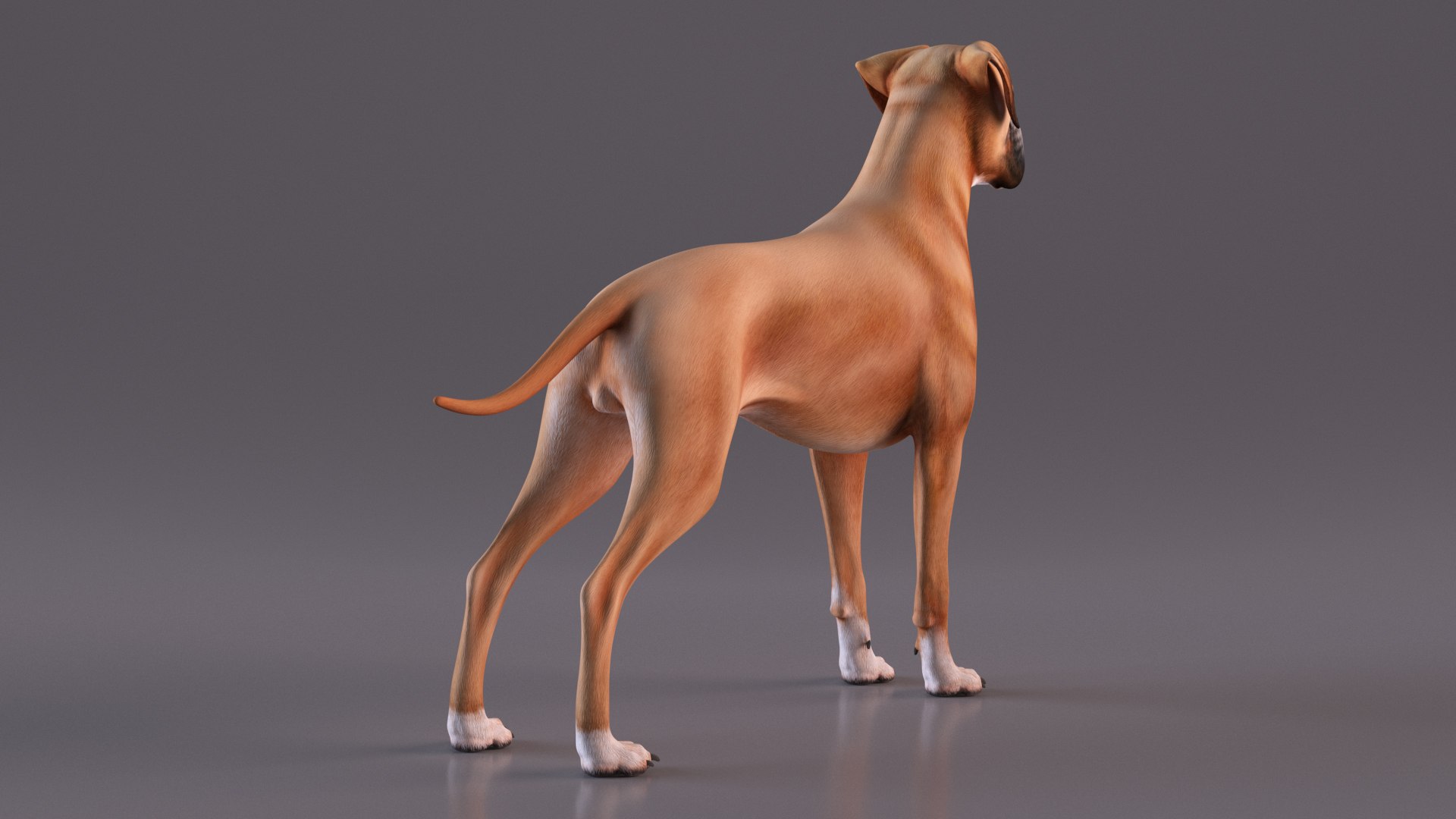3D Boxer Dog Rigged For Blender - TurboSquid 2270840