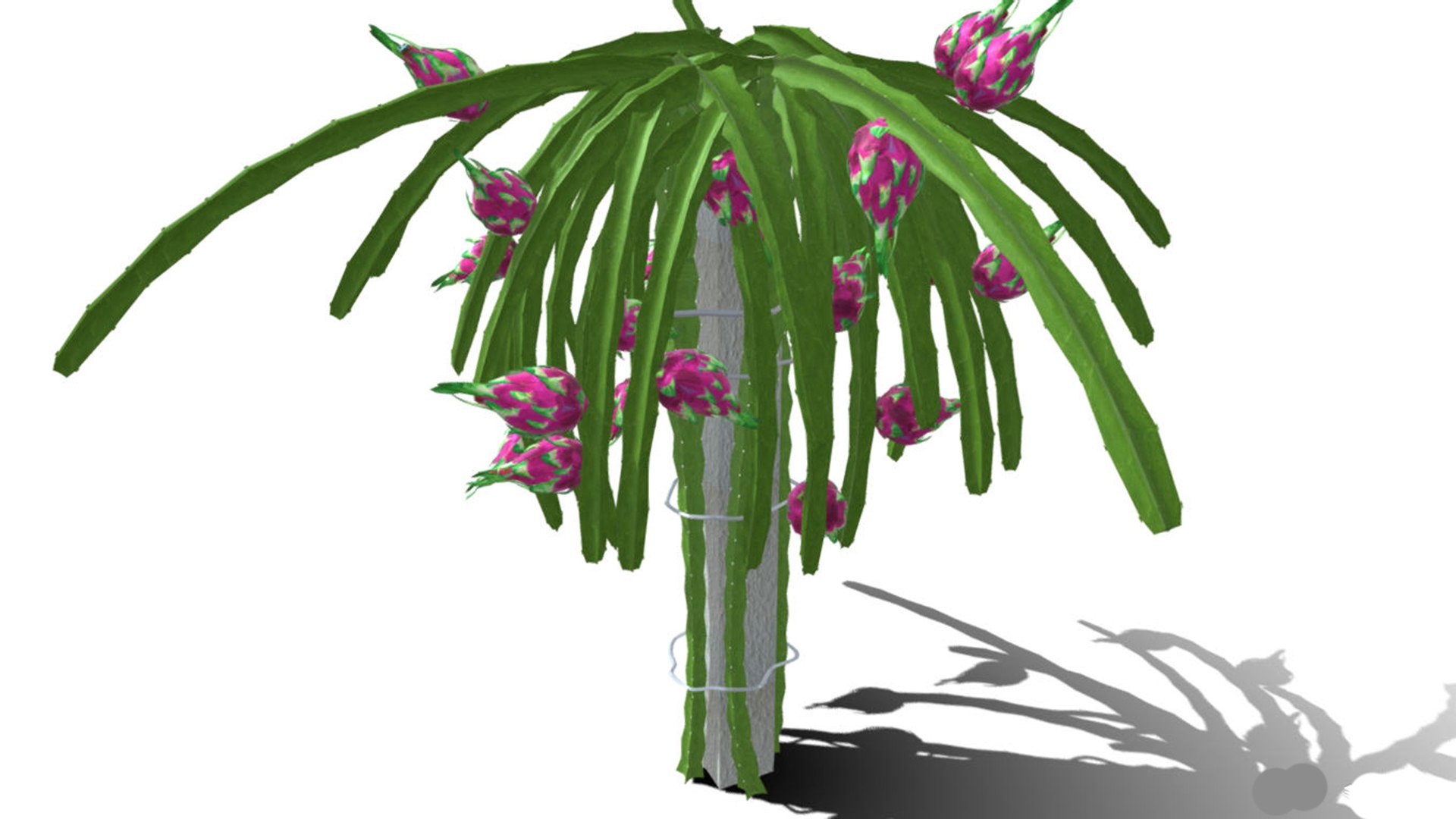 Dragon Fruit Tree 3D Model - TurboSquid 2229340