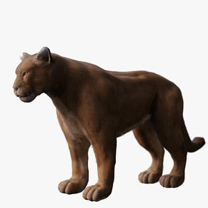 3d Model Puma Animation Cat